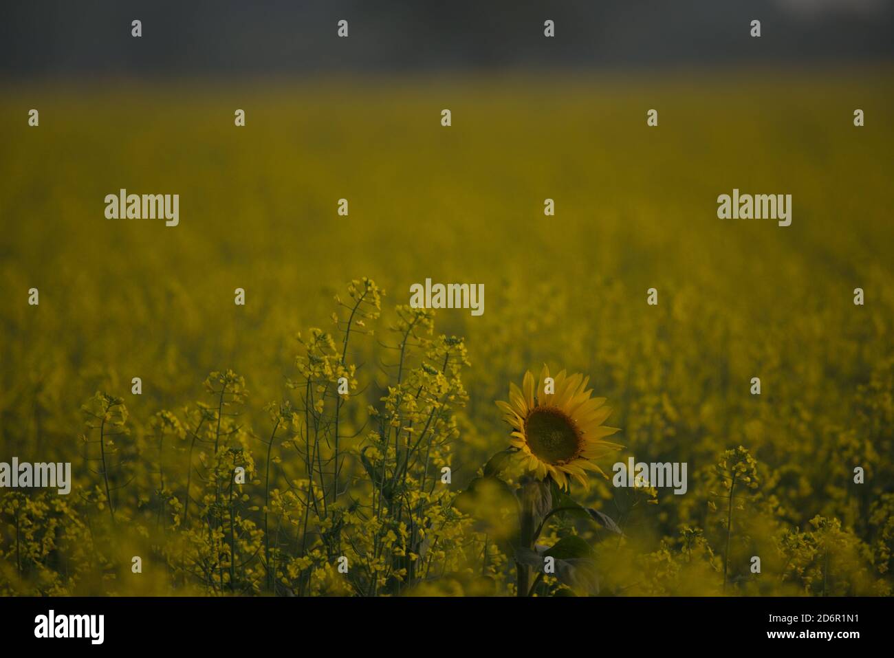 Common sunflower Helianthus annuus, the common sunflower, is a large ...