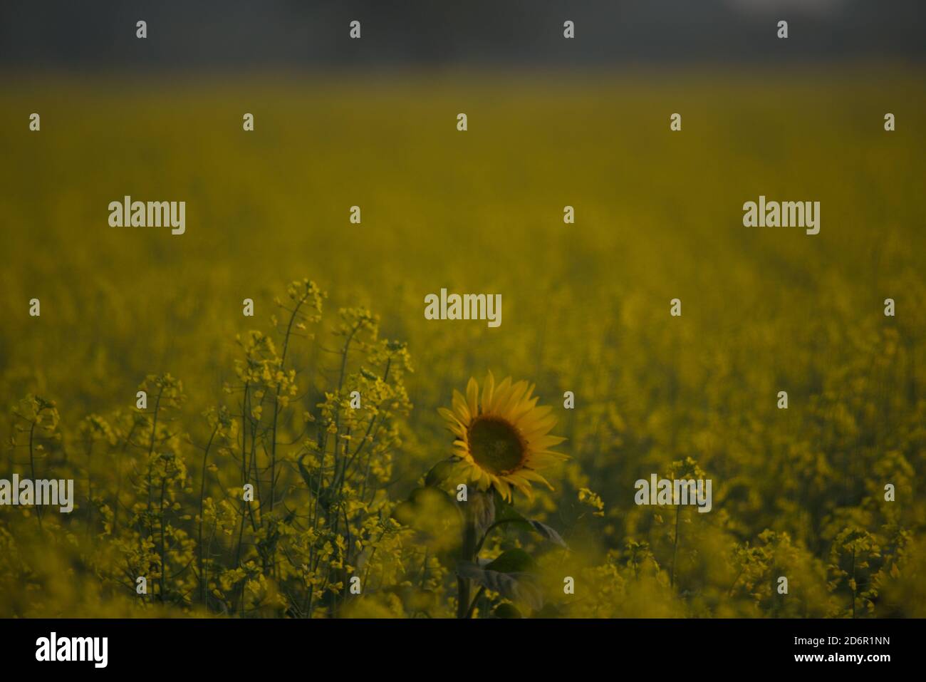 Common sunflower Helianthus annuus, the common sunflower, is a large ...