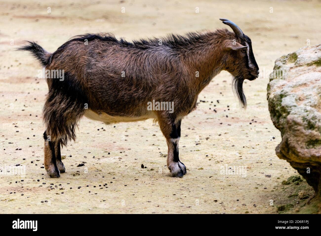 portrait of goat of africa Stock Photo - Alamy