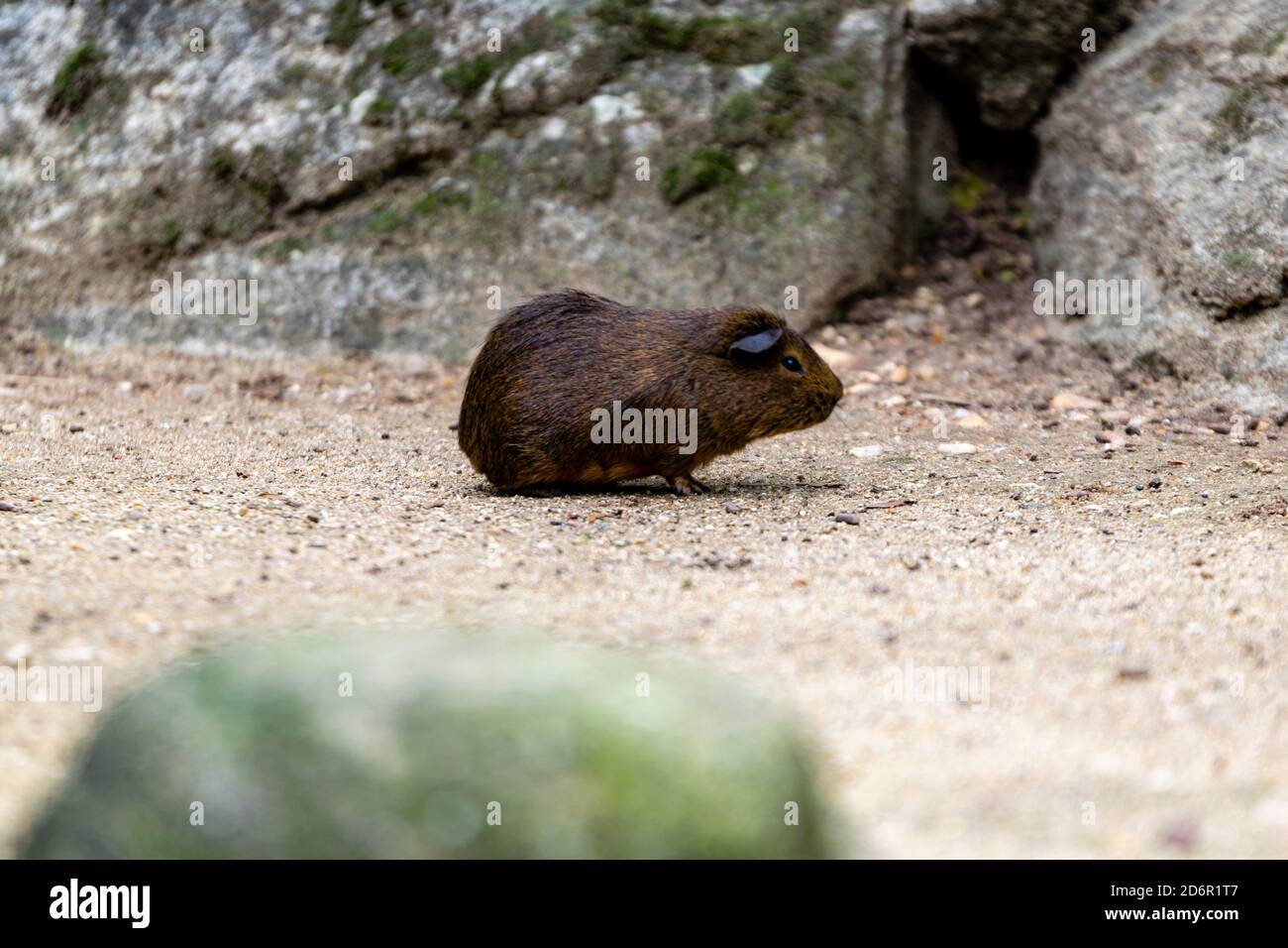 Brown guinea pig hi-res stock photography and images - Alamy