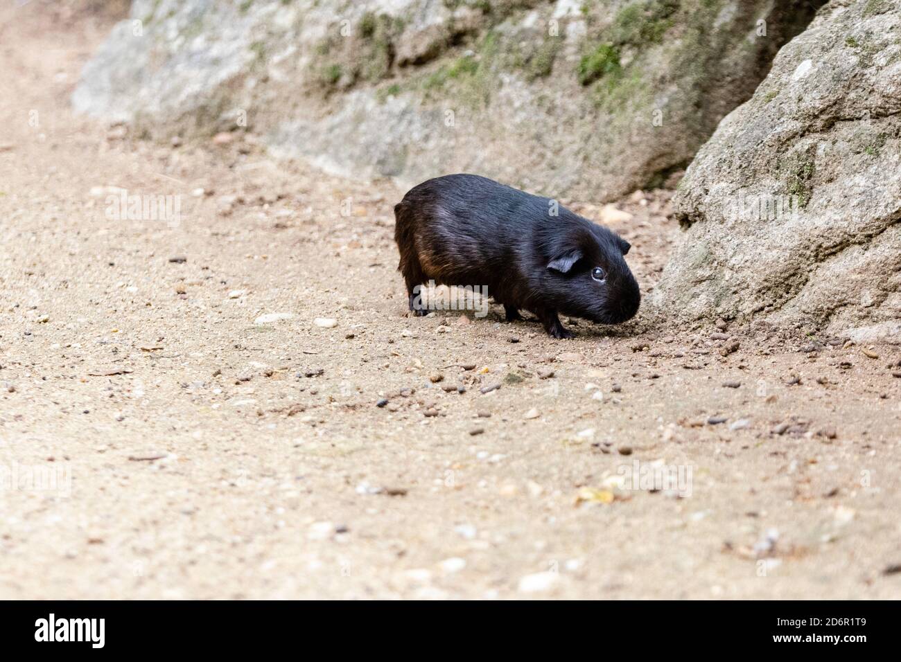 portrait of black guinea pig Stock Photo - Alamy