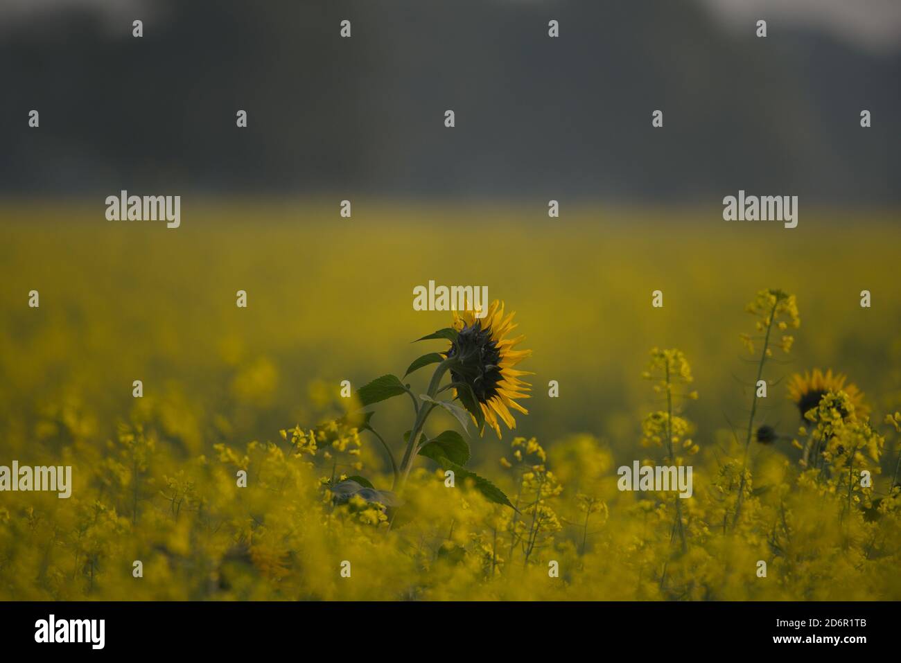 Common sunflower Helianthus annuus, the common sunflower, is a large ...