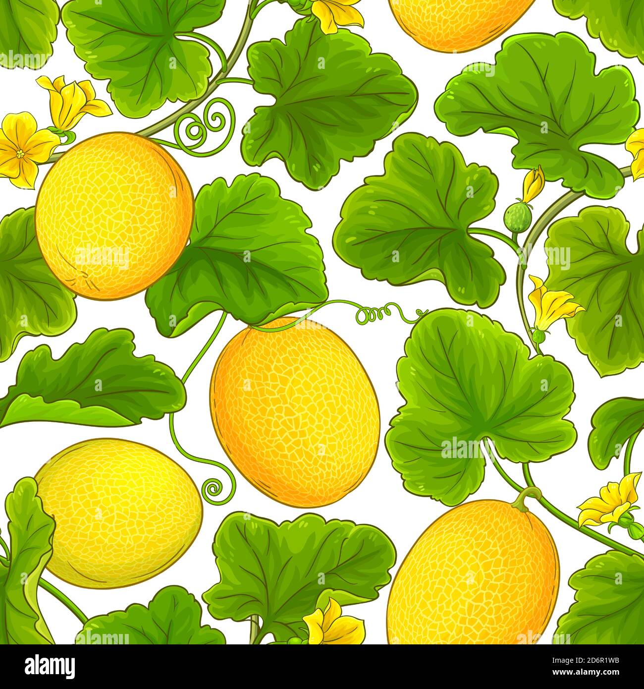 Melon leaf Stock Vector Images - Alamy
