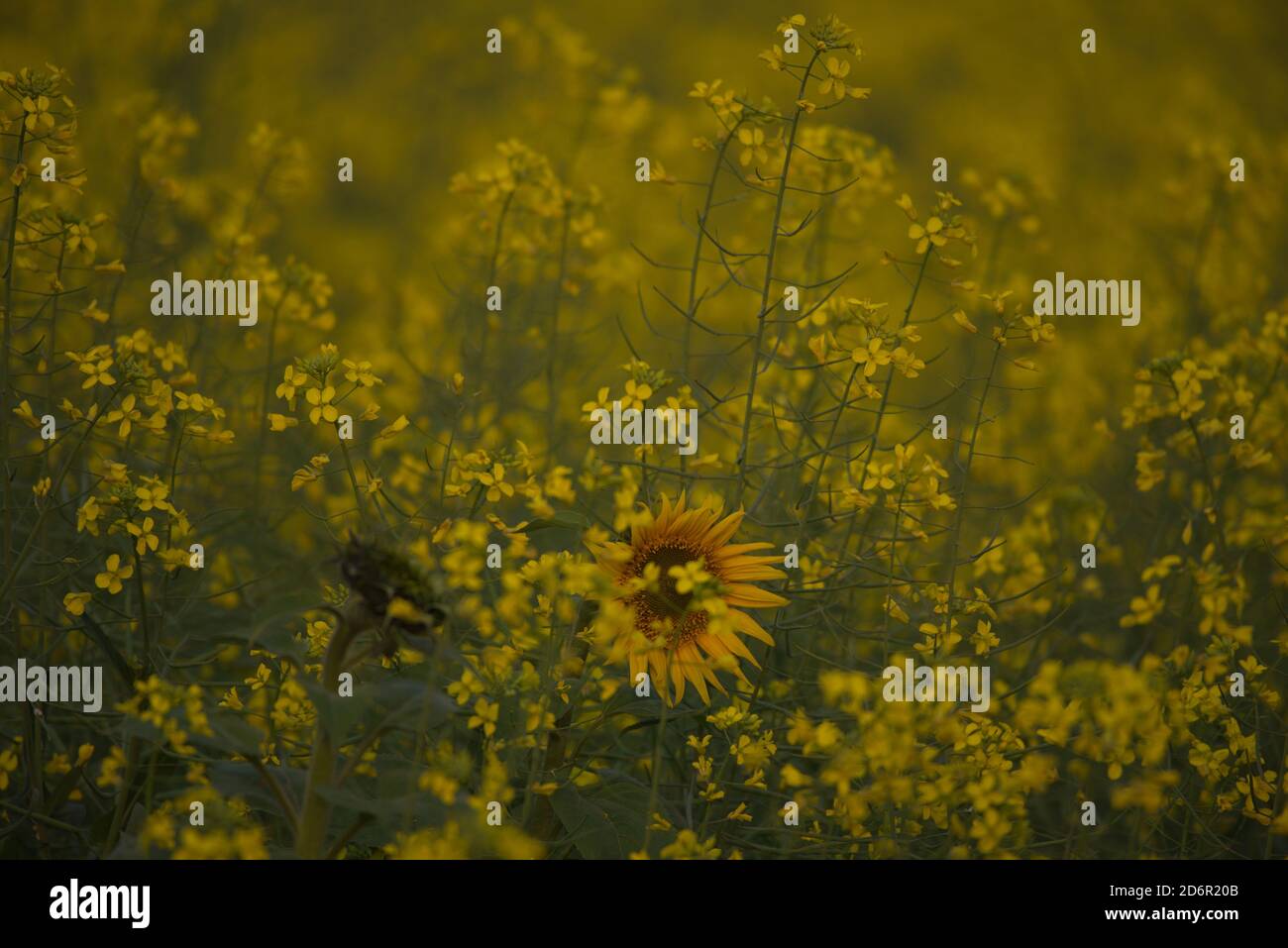 Common sunflower Helianthus annuus, the common sunflower, is a large ...