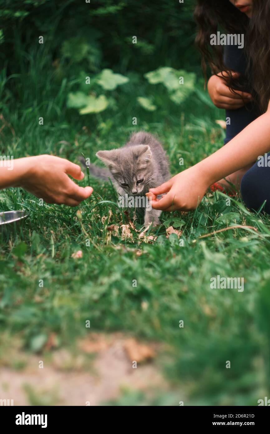 Feeding stray kitten on the street. Help homeless animals. Selective ...