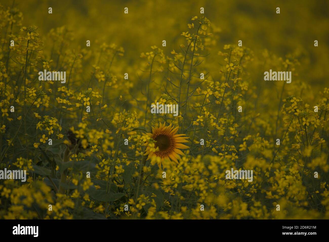 Common sunflower Helianthus annuus, the common sunflower, is a large ...