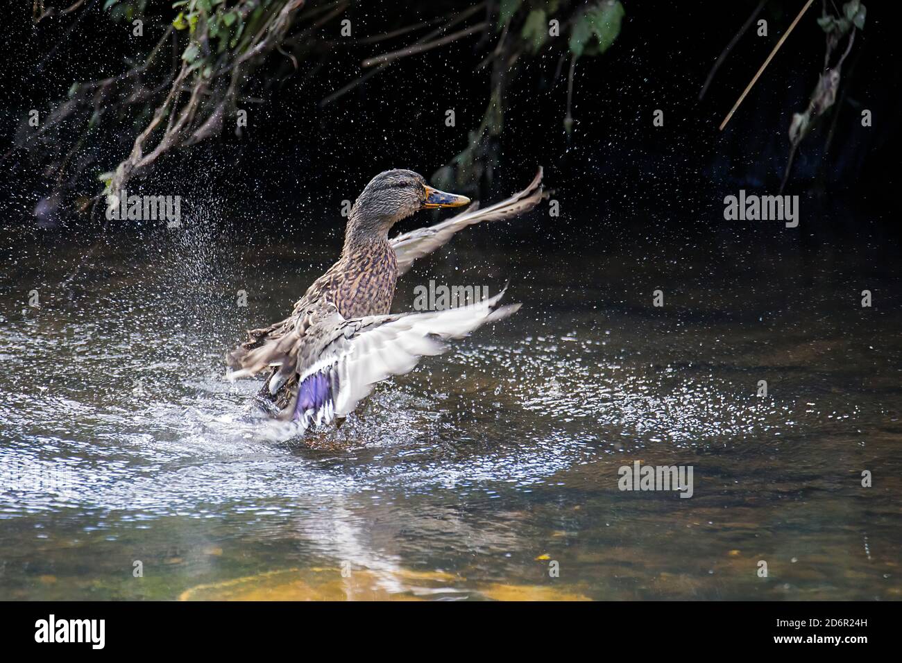 Duck in the river washing down with wings in the air and water ...