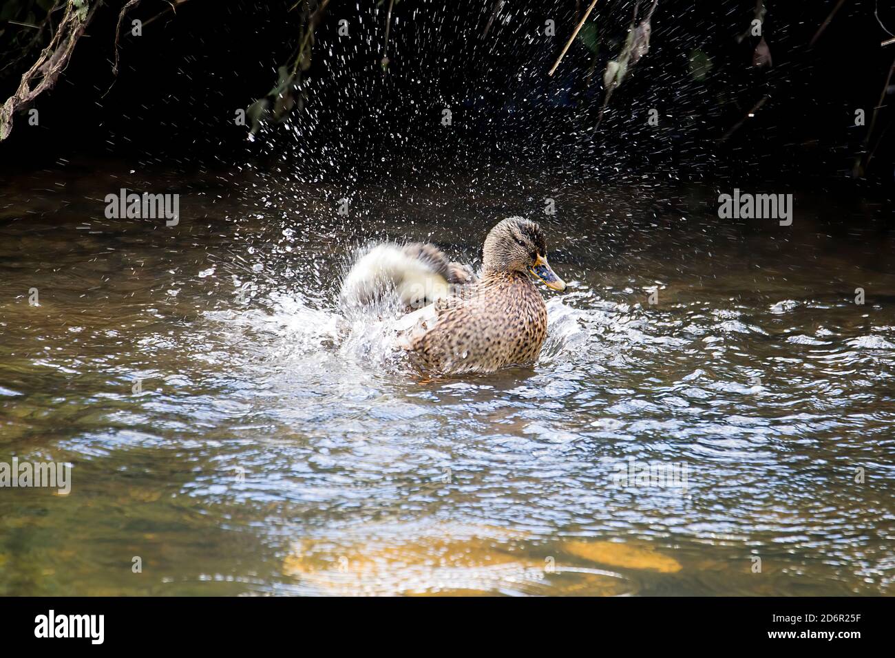 Duck in the river washing down with wings in the air and water ...