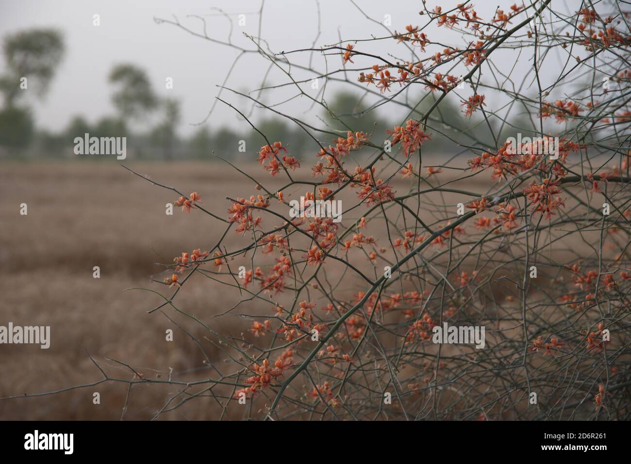 Capparis decidua,Capparis decidua, known in Hindi as karira, kair or ...