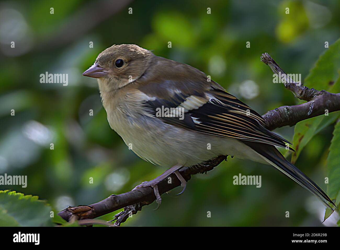 Young chaffinch hi-res stock photography and images - Alamy