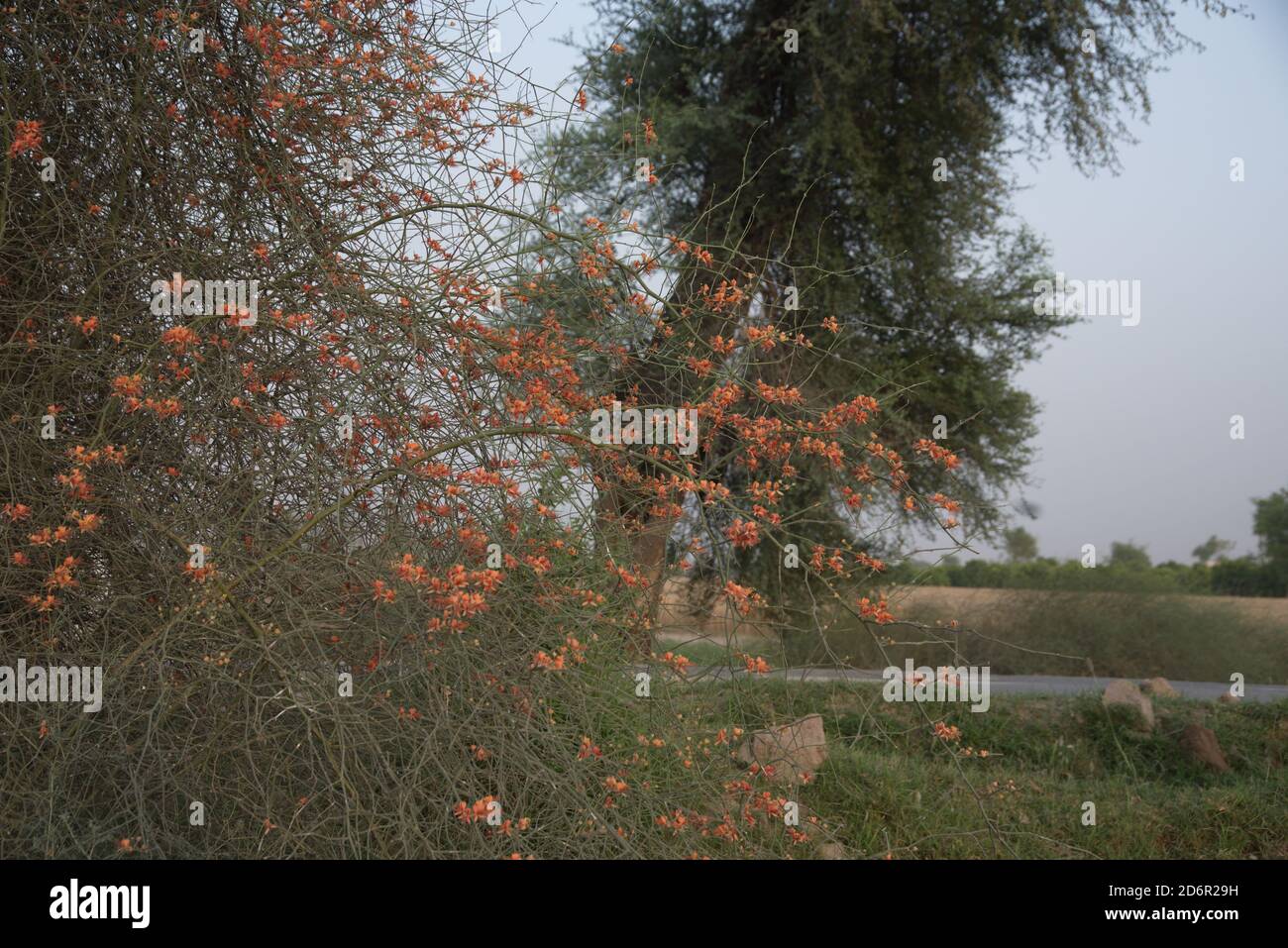Capparis decidua,Capparis decidua, known in Hindi as karira, kair or ...