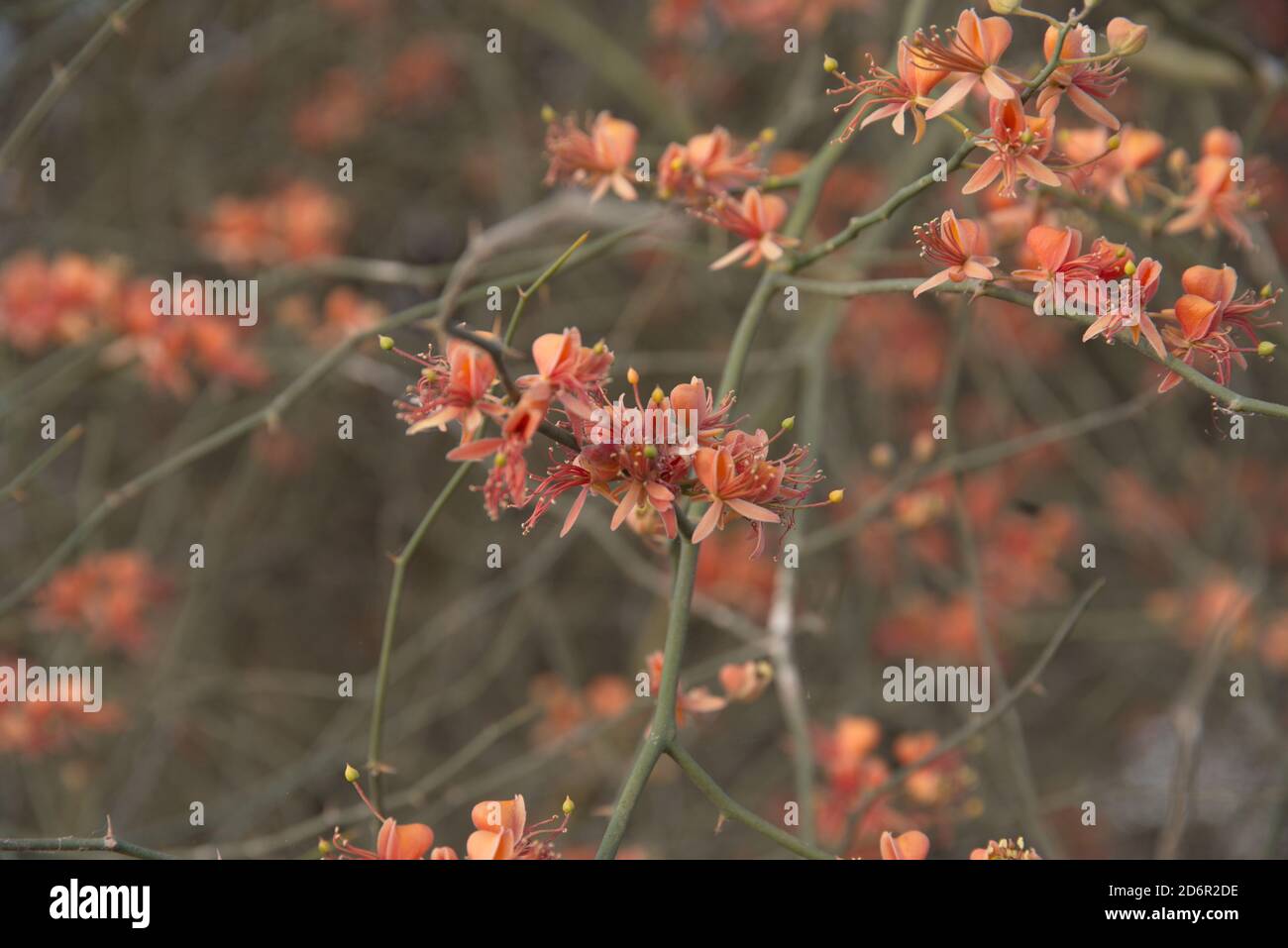 Capparis Decidua High Resolution Stock Photography and Images - Alamy