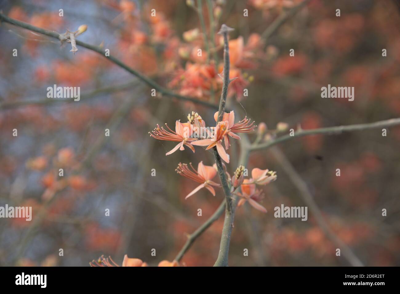 Capparis decidua,Capparis decidua, known in Hindi as karira, kair or ...