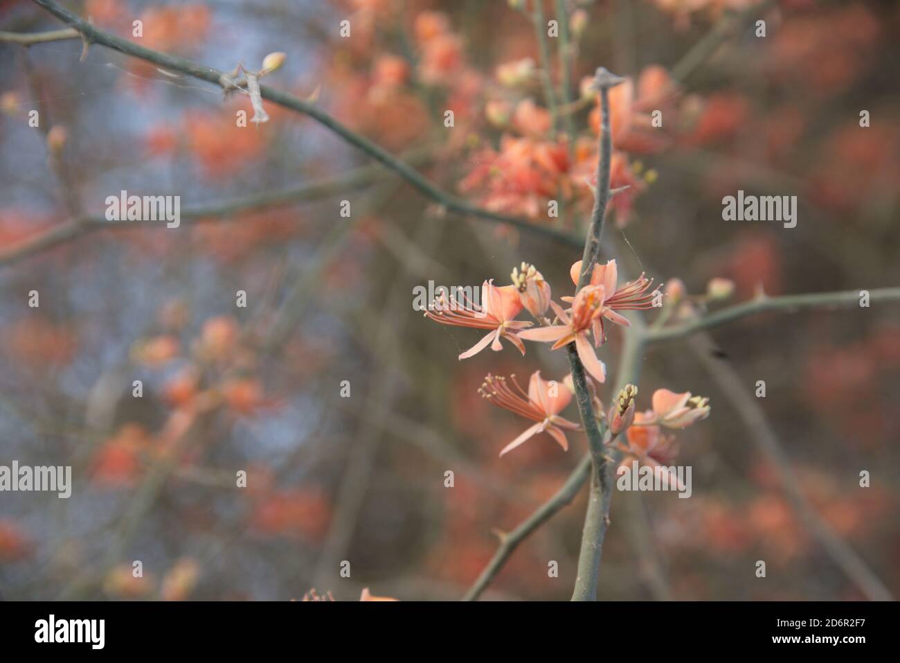 Capparis Decidua High Resolution Stock Photography and Images - Alamy