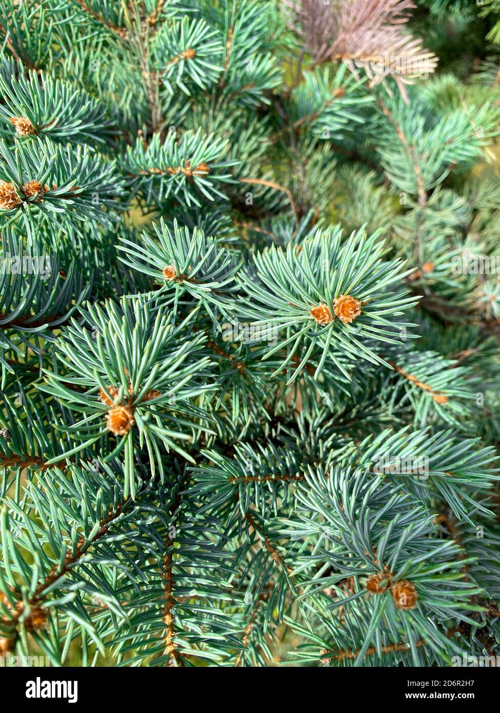 Blue spruce tree close-up. Christmas background Stock Photo - Alamy