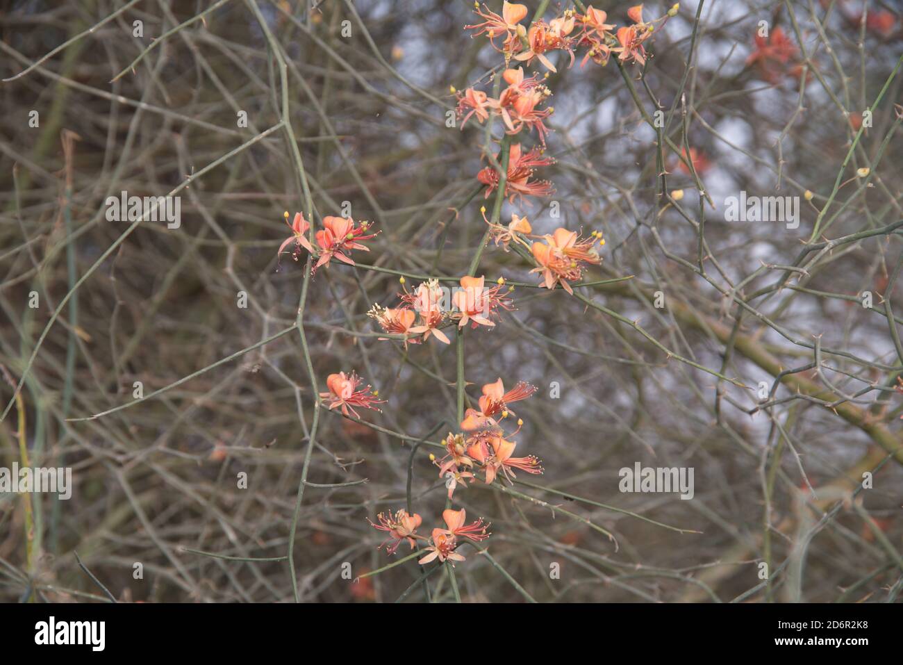 Capparis decidua,Capparis decidua, known in Hindi as karira, kair or ...