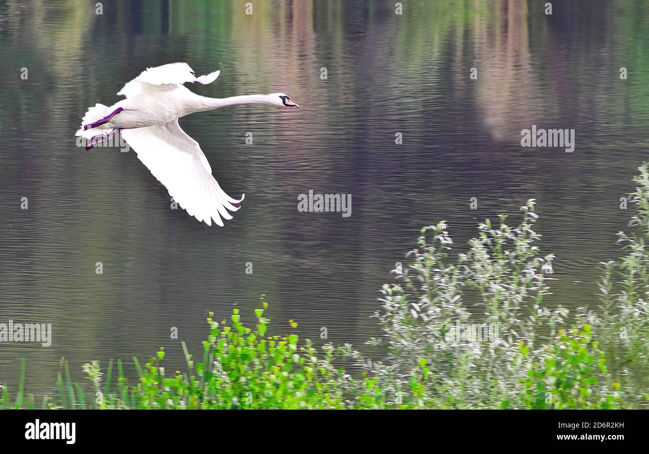Swan flying over the lake close up Stock Photo - Alamy