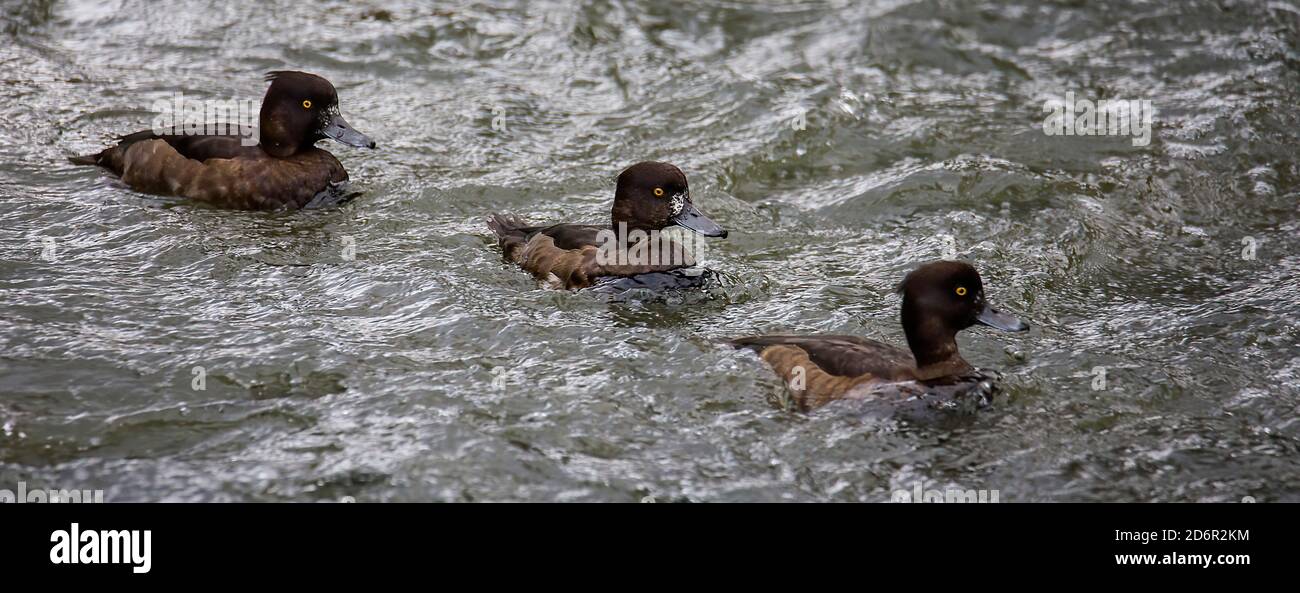 Three brown ducks swimming in the river in a line Stock Photo - Alamy