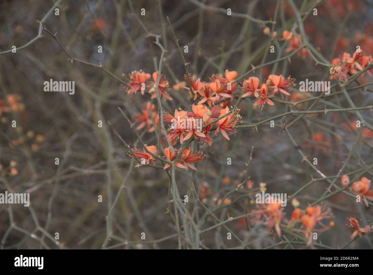 Capparis decidua,Capparis decidua, known in Hindi as karira, kair or ...