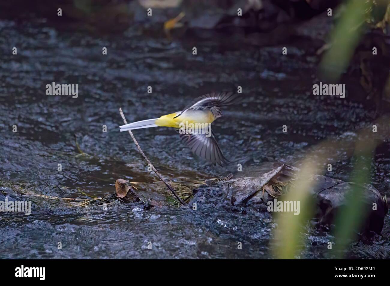 Wag tail flying above the river close up Stock Photo - Alamy