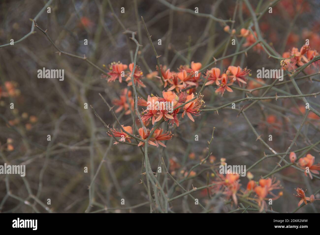 Capparis decidua,Capparis decidua, known in Hindi as karira, kair or ...