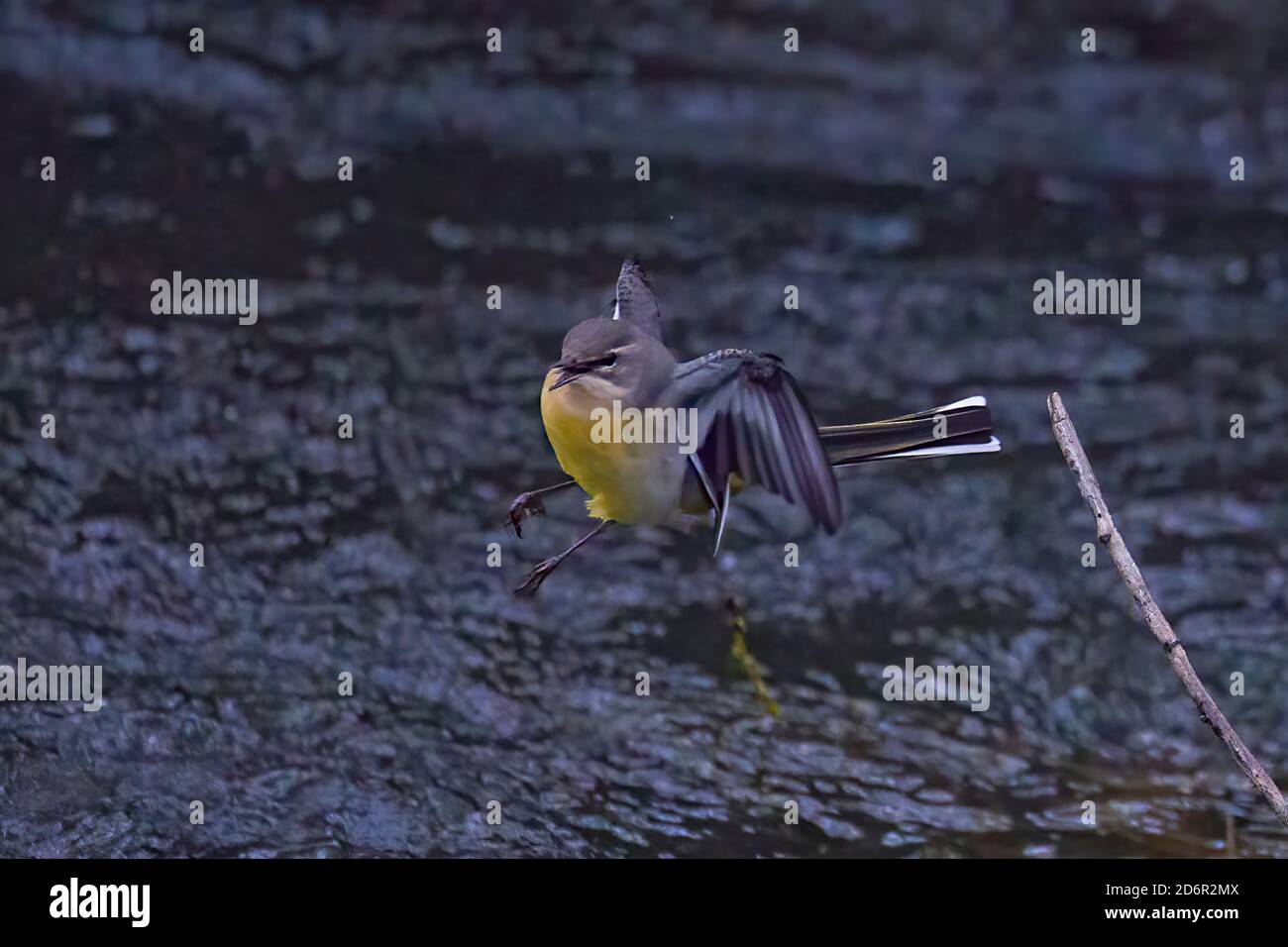 Tail flying hi-res stock photography and images - Alamy
