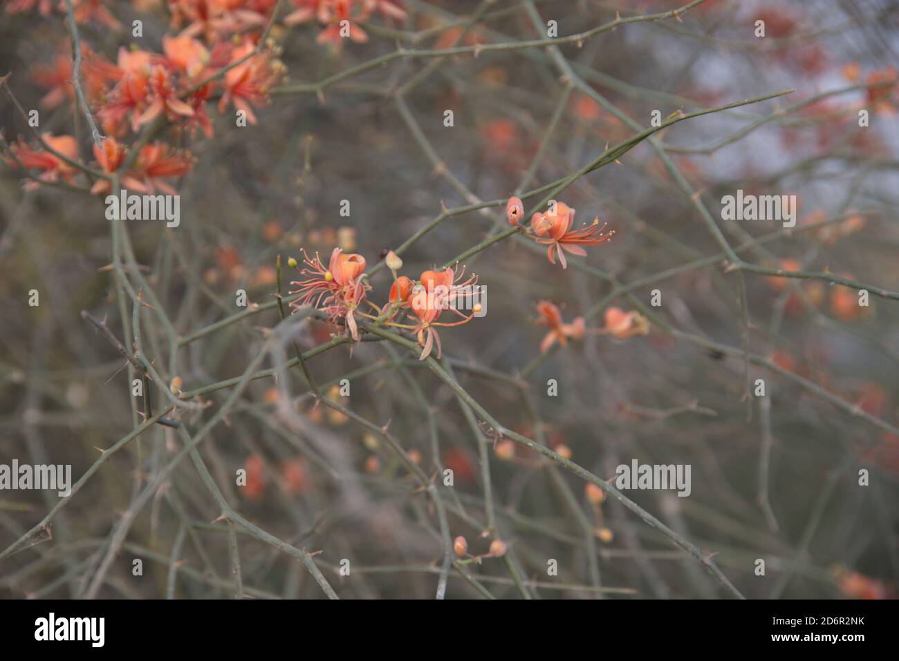 Marginal Plants In Spring High Resolution Stock Photography and Images ...
