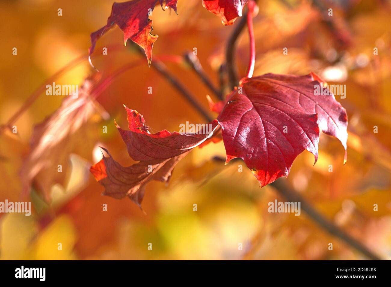 October 17, 2020, Schleswig, the leaves on a maple tree show themselves ...