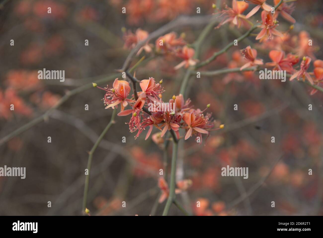 Capparis decidua,Capparis decidua, known in Hindi as karira, kair or ...