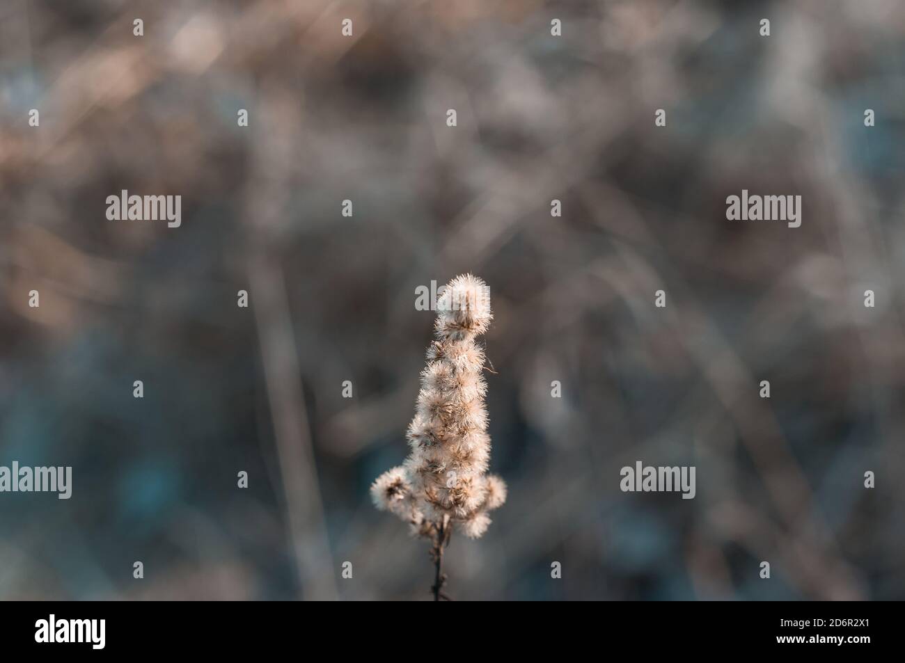 fluffy grass in the field in early spring Stock Photo - Alamy