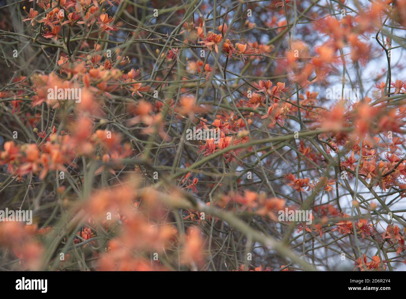 Capparis Decidua High Resolution Stock Photography and Images - Alamy