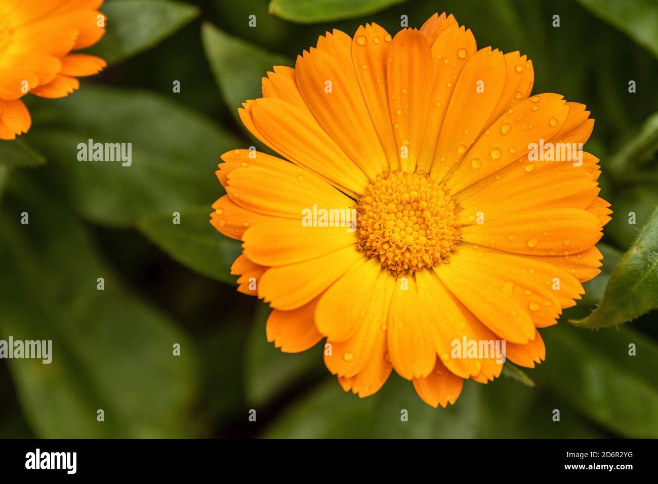 Orange flower of calendula officinalis with water drops on petals. A ...