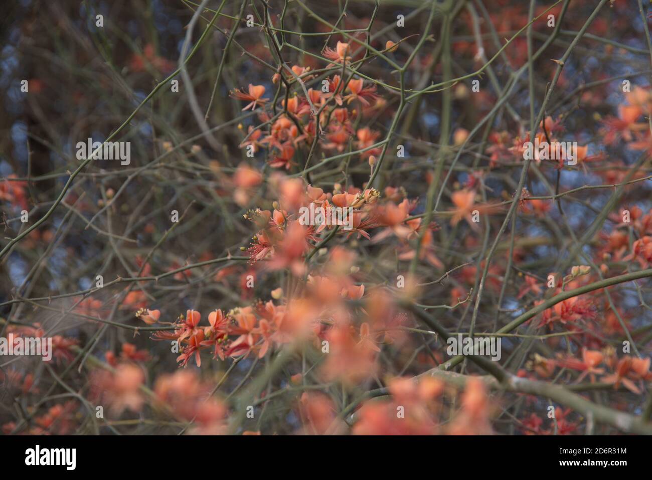 Capparis Decidua High Resolution Stock Photography and Images - Alamy