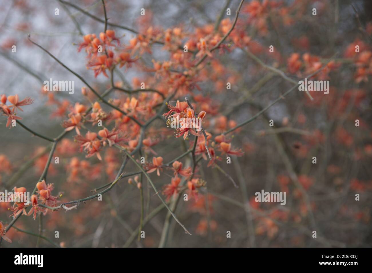 Capparis Decidua High Resolution Stock Photography and Images - Alamy