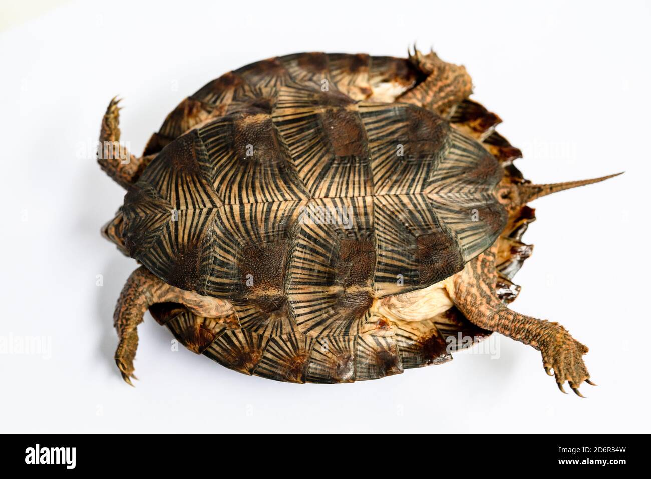 A "Keel-Backed Terrapin" small turtle. Studio shot isolated on white ...