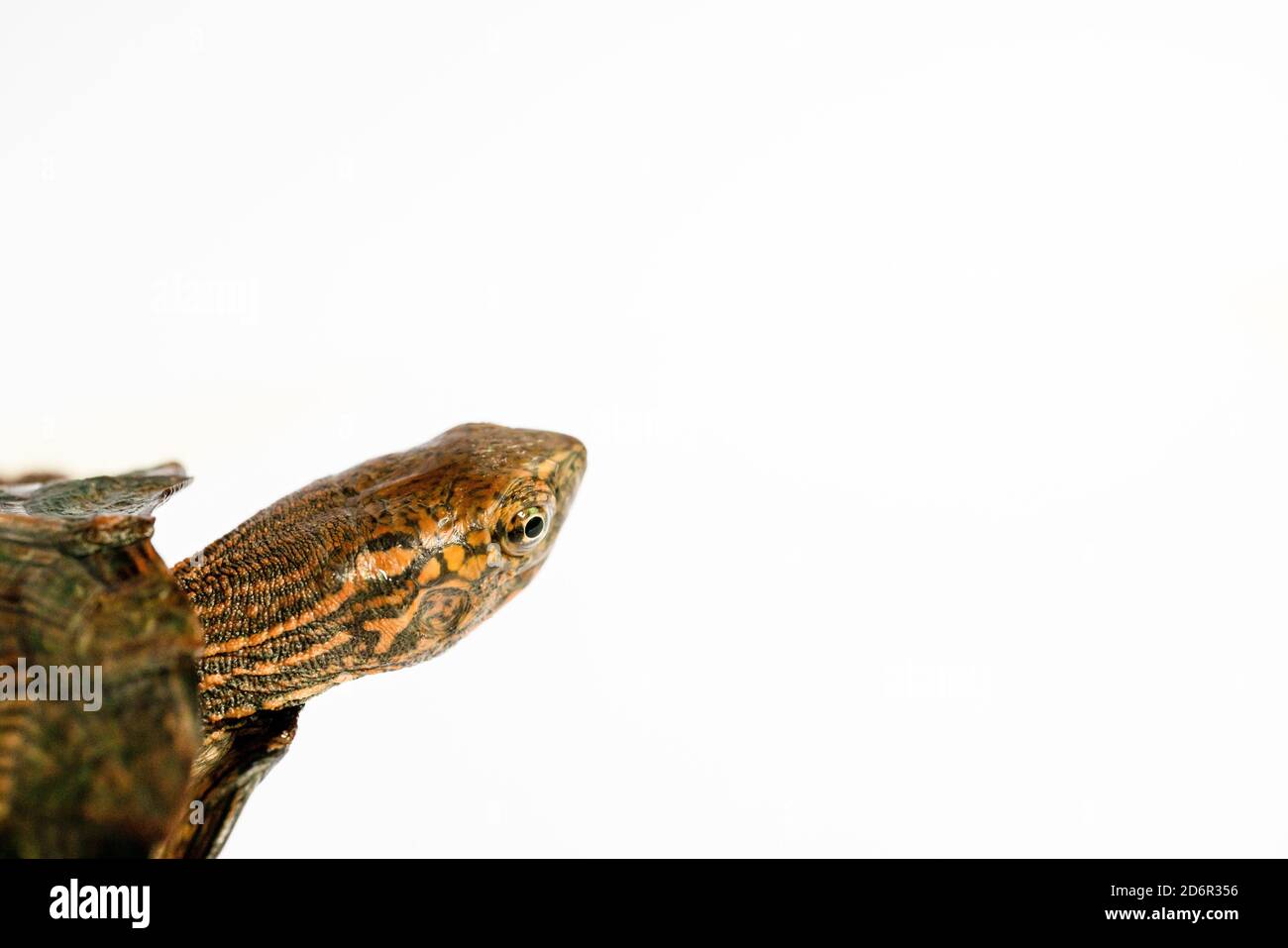 A "Keel-Backed Terrapin" small turtle. Studio shot isolated on white ...