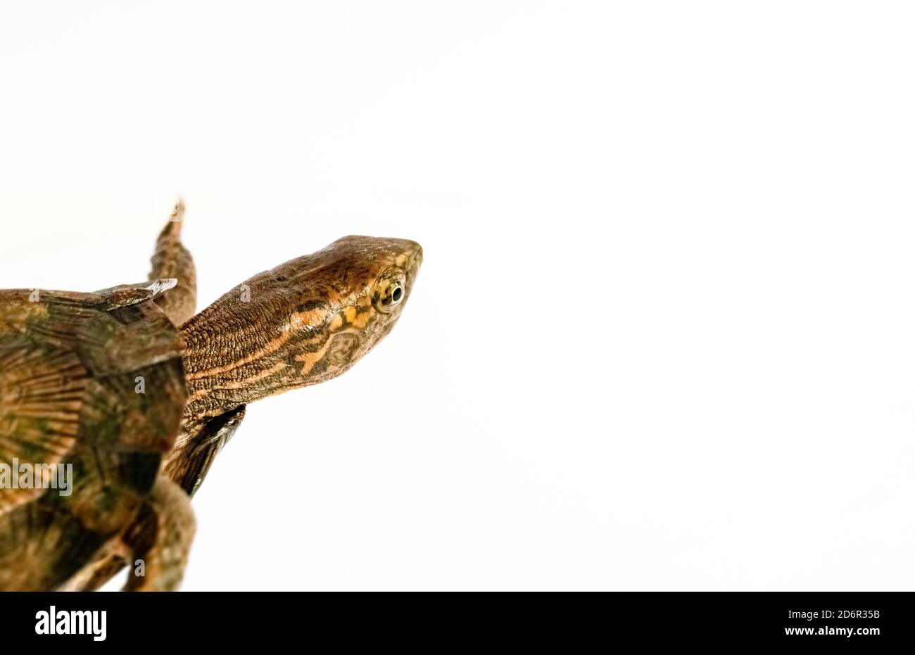 A "Keel-Backed Terrapin" small turtle. Studio shot isolated on white ...