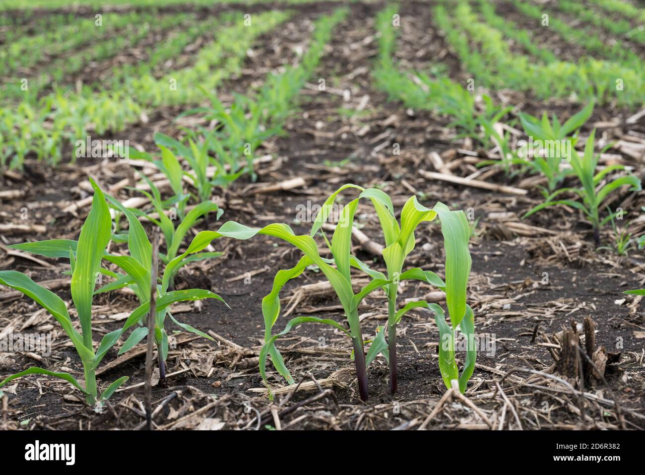Corn plants that are planted in rows shortly after germination Stock ...