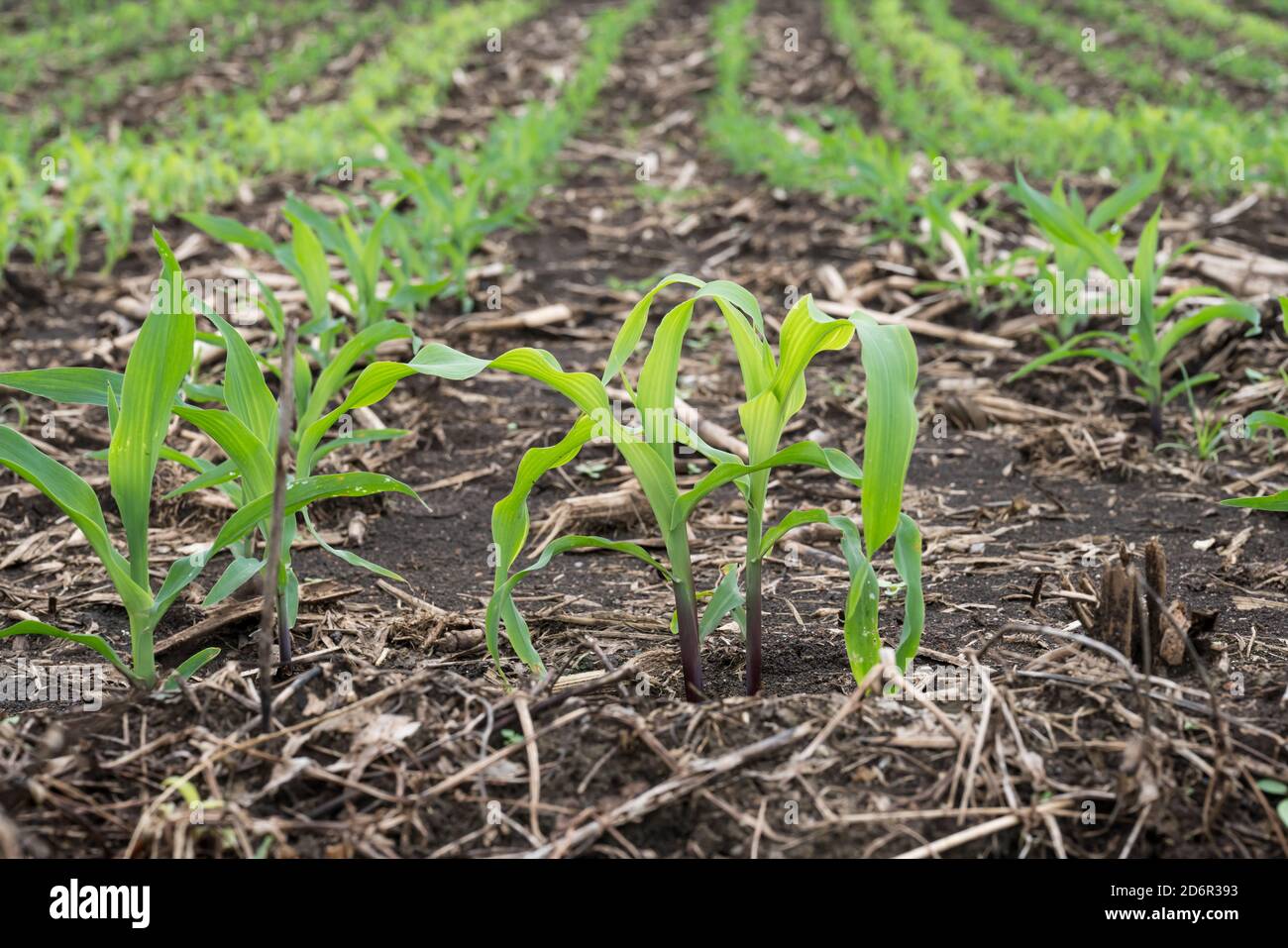 Corn plants that are planted in rows shortly after germination Stock ...