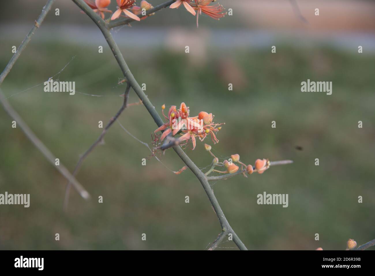 Capparis decidua,Capparis decidua, known in Hindi as karira, kair or ...