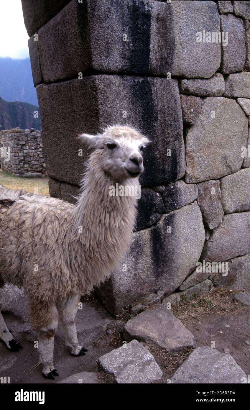 A white llama stands at a gateway in the ruins of the ancient Inca city ...