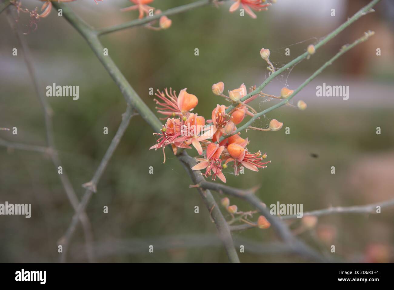 Capparis Decidua High Resolution Stock Photography and Images - Alamy