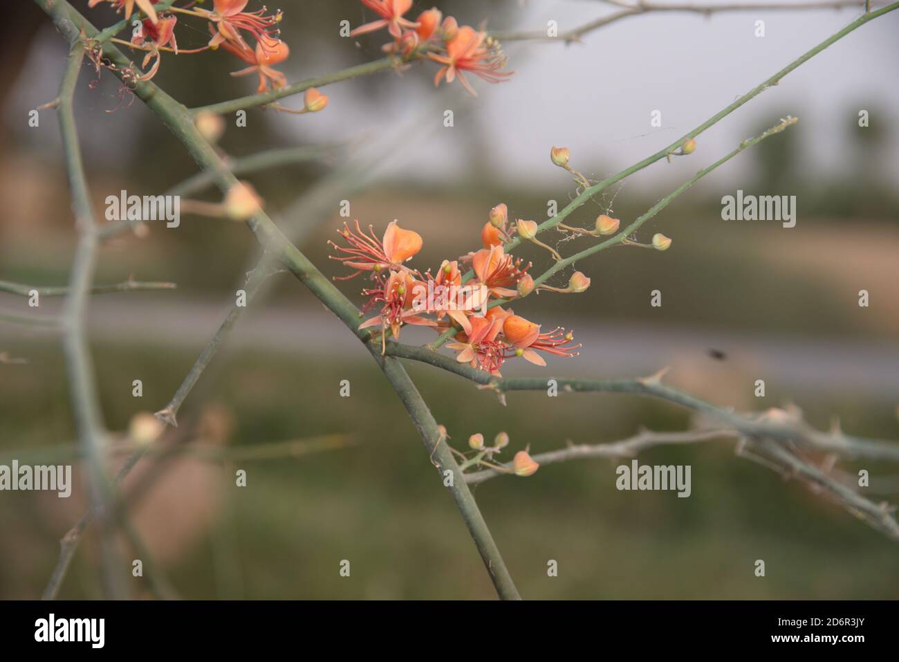 Capparis decidua,Capparis decidua, known in Hindi as karira, kair or ...