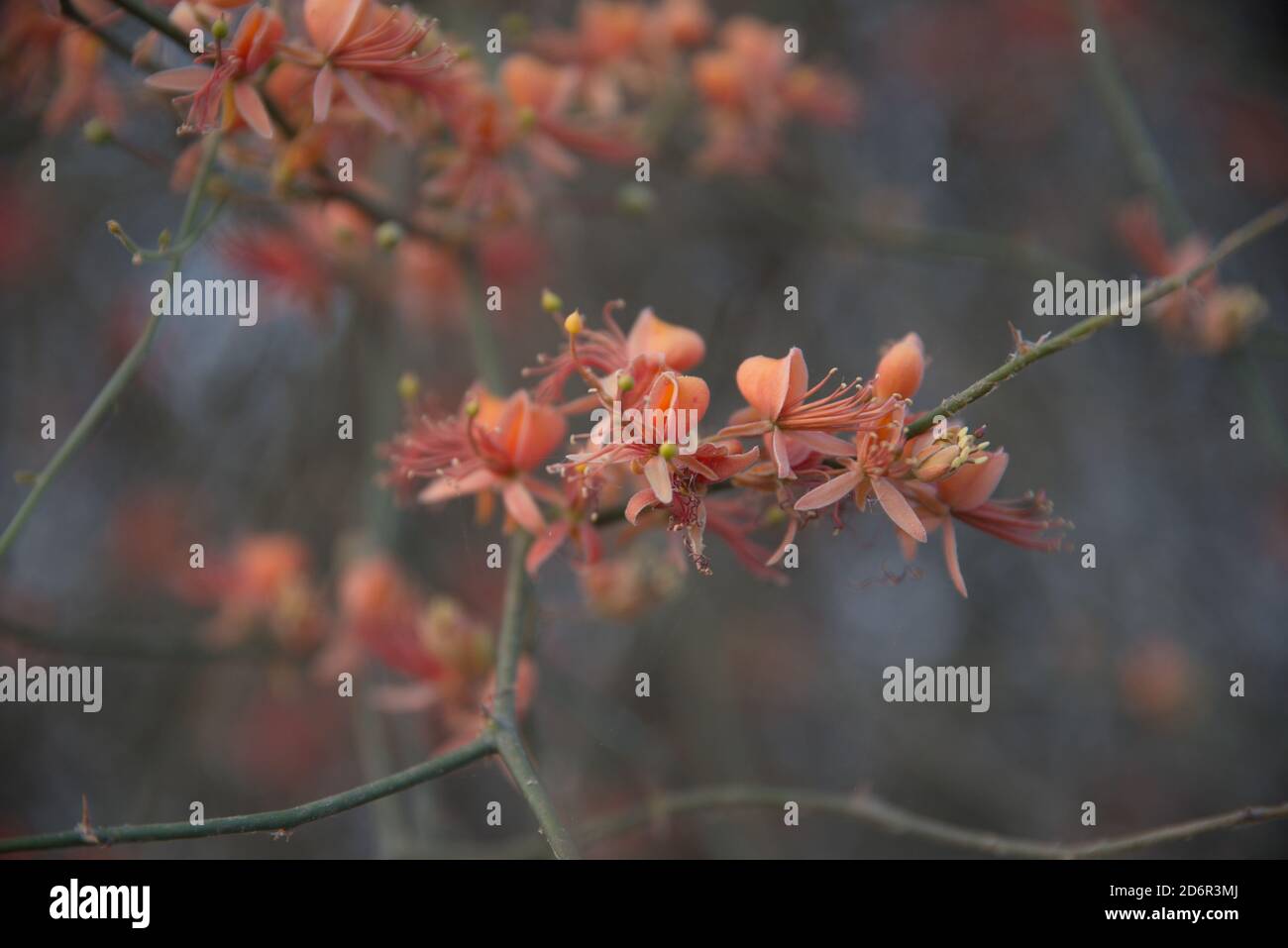 Capparis decidua,Capparis decidua, known in Hindi as karira, kair or ...
