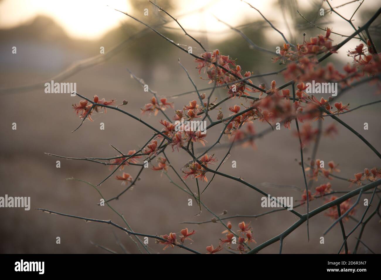 Capparis decidua,Capparis decidua, known in Hindi as karira, kair or ...