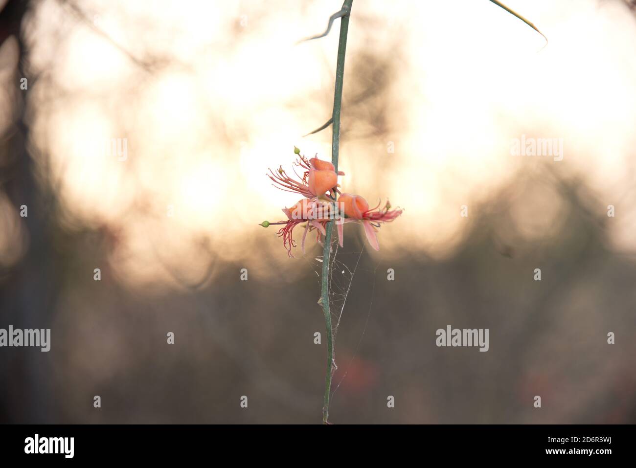 Capparis Decidua High Resolution Stock Photography and Images - Alamy