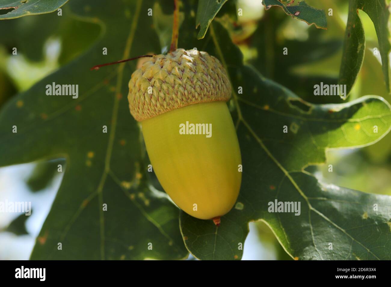 Fresh and young acorn on the tree Stock Photo - Alamy