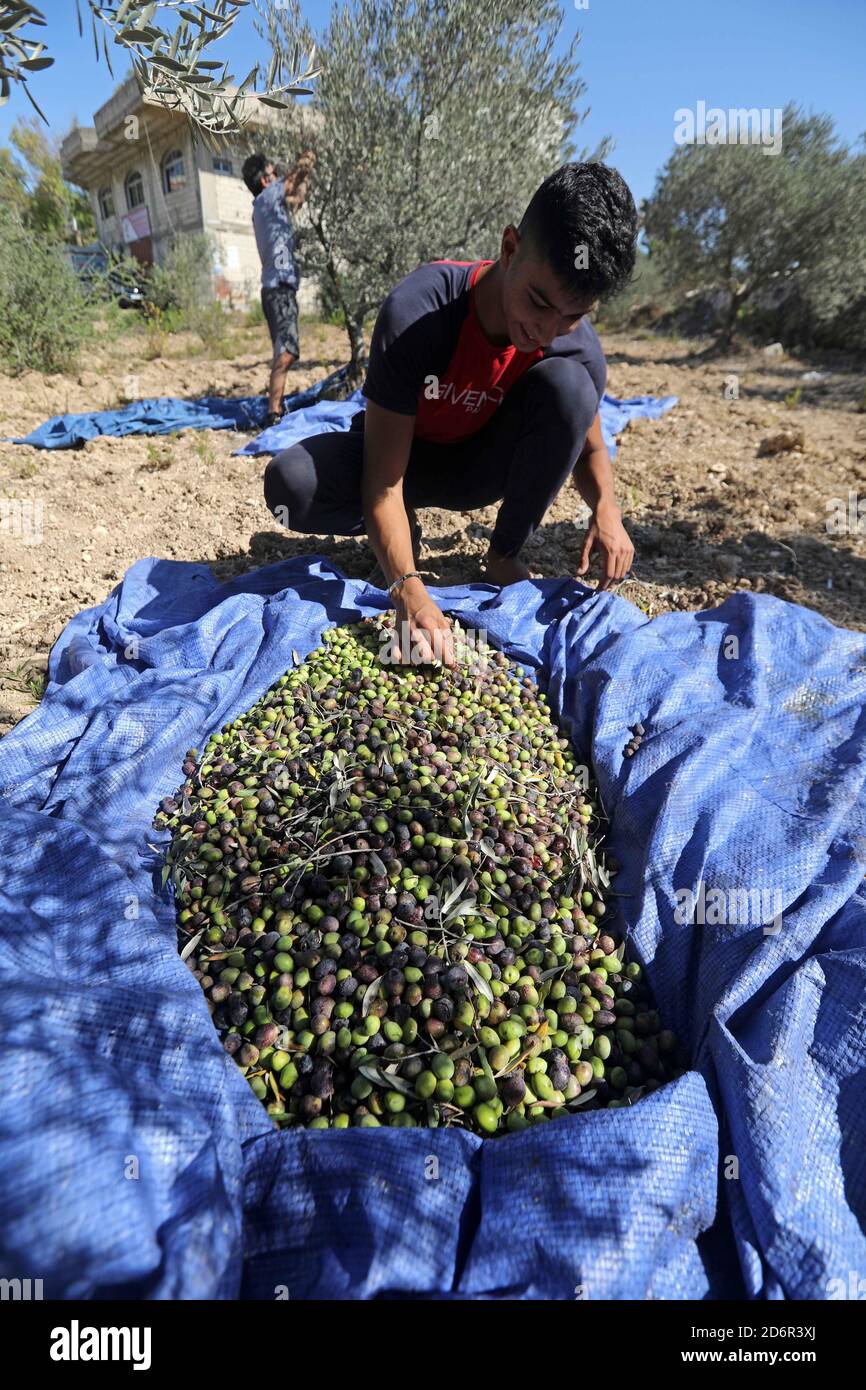 Beirut, Lebanon. 18th Oct, 2020. A man sorts harvested olives in Borj ...