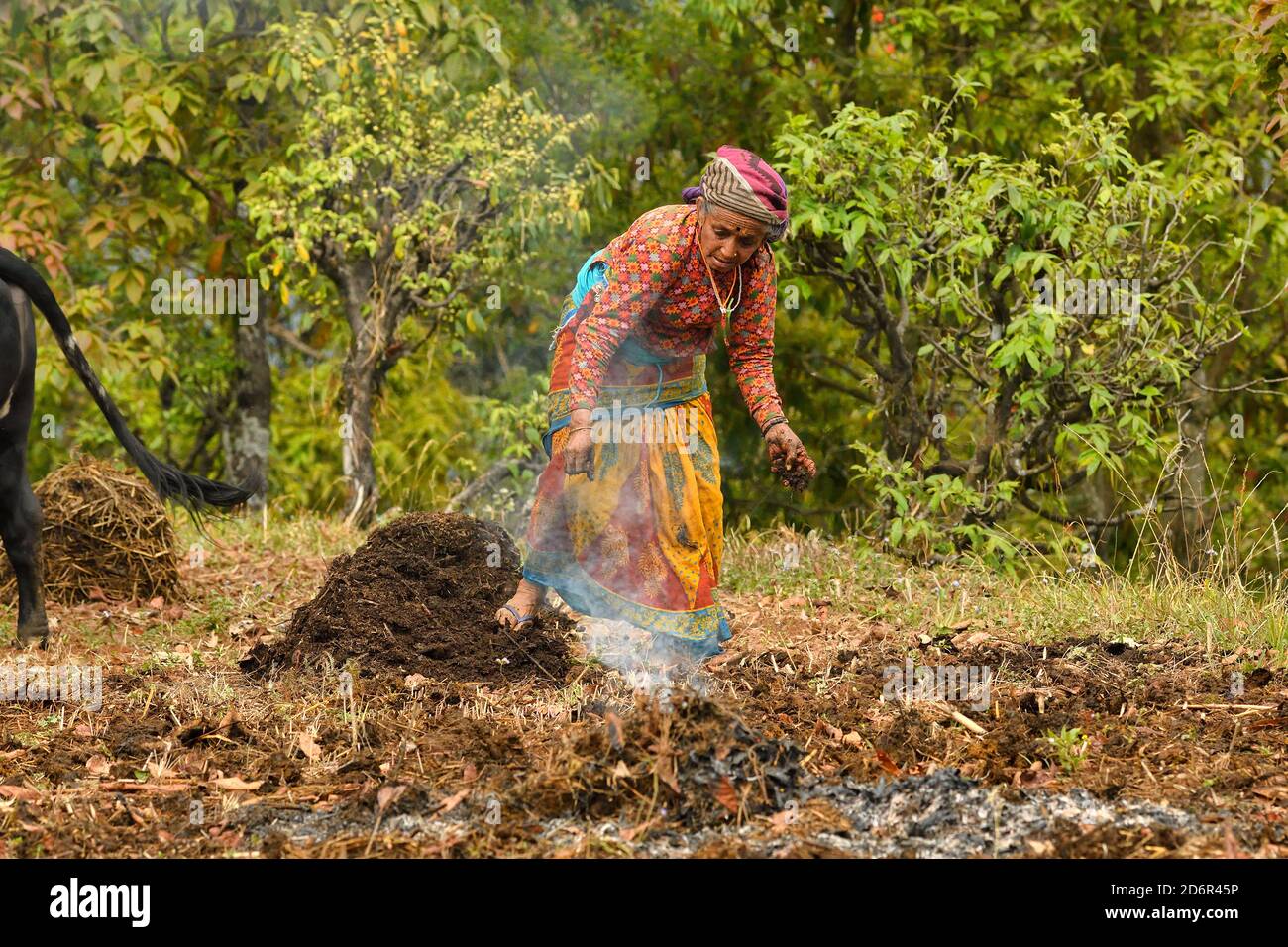 Manure spreading asia hi-res stock photography and images - Alamy