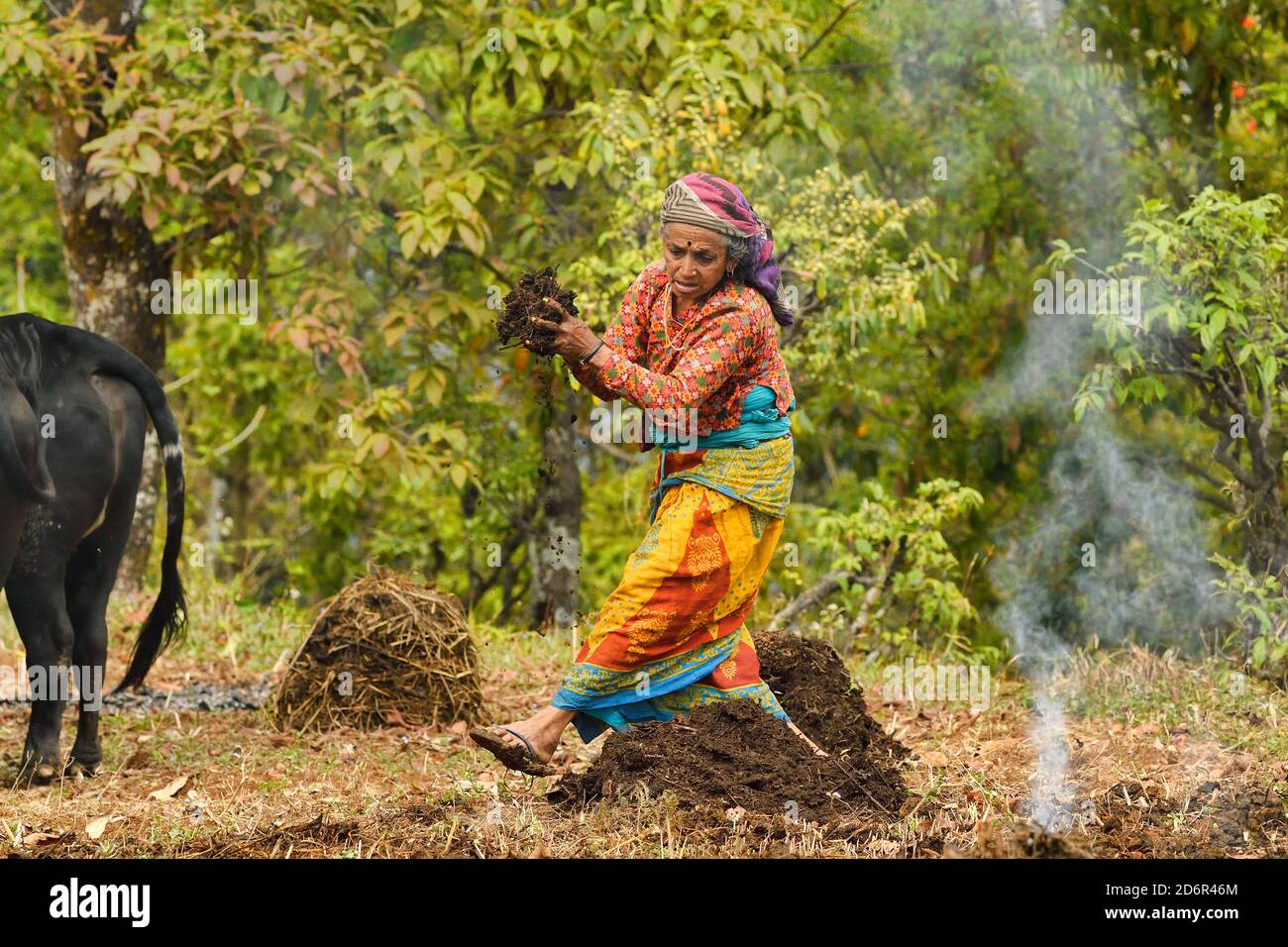 Manure spreading asia hi-res stock photography and images - Alamy